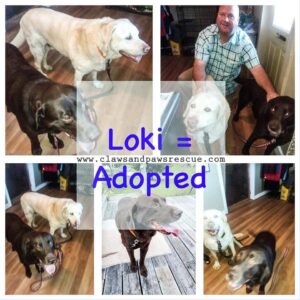 LOKI | Claws and Paws Rescue
