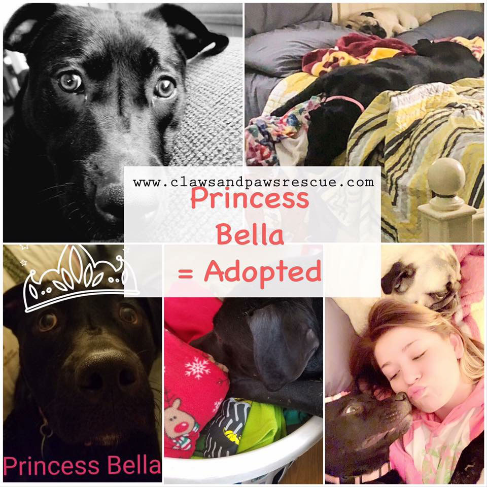 PRINCESS-BELLA | Claws and Paws Rescue